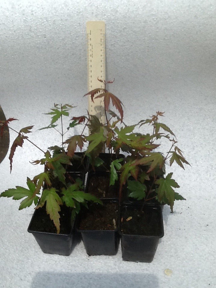 Japanese Maple Bare Root seedlings - The Maple Man